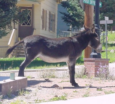 Animals in Colorado