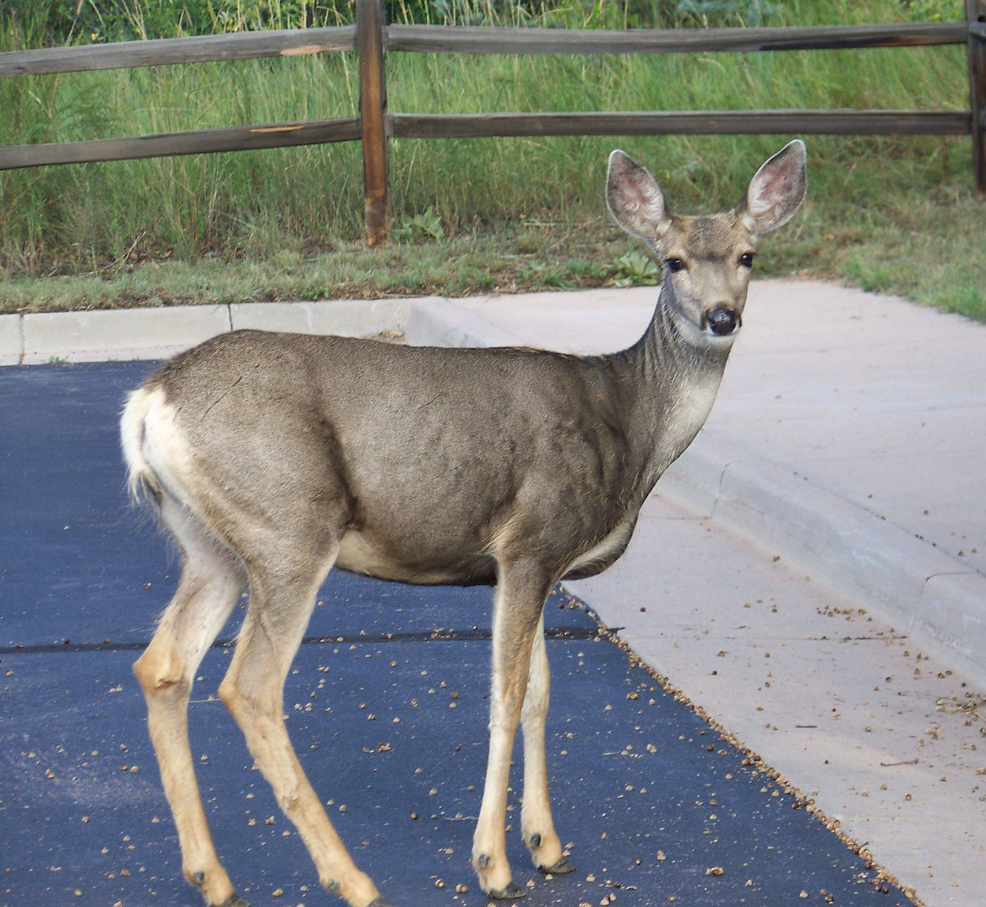 Some Mule Deer early in the morning on 3 September 2009 at the Bear ...