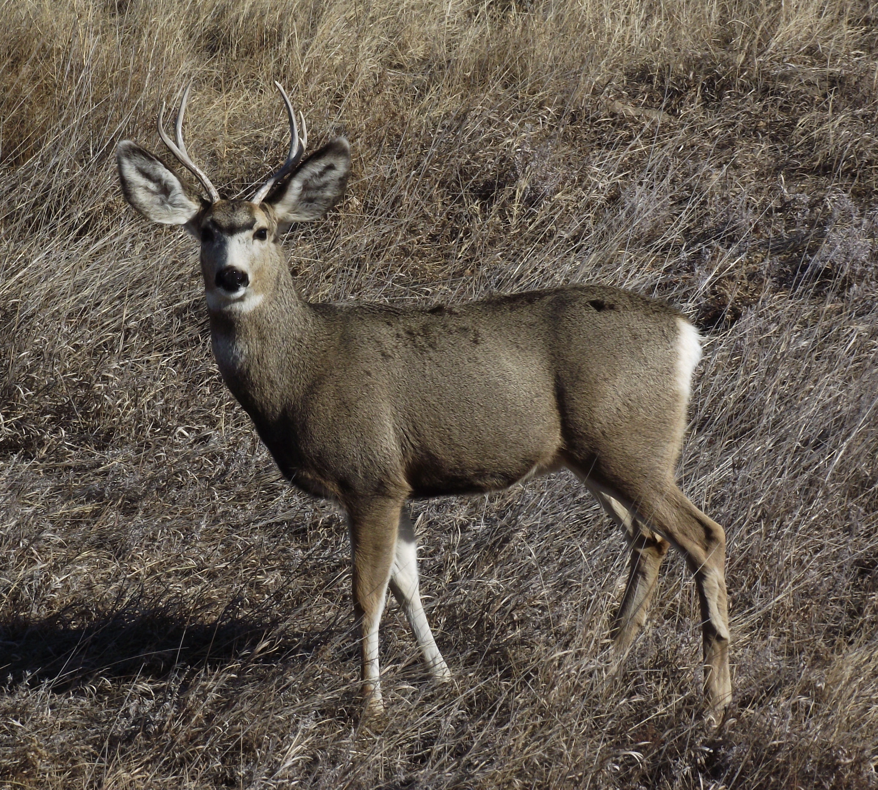 This mule deer was just west of Ramah, Colorado on 2 December 2010 ...