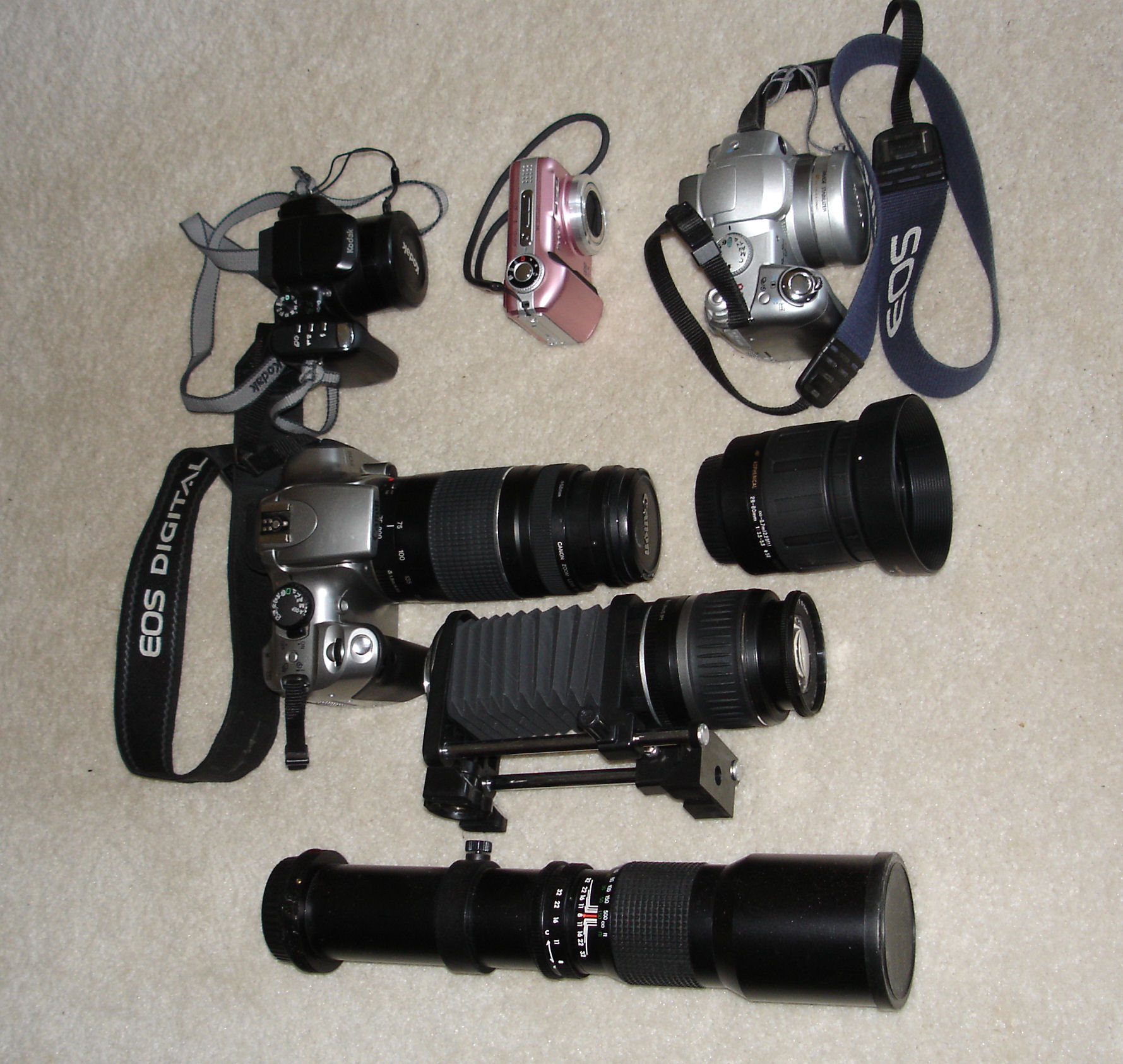 Flora and Fauna in Colorado