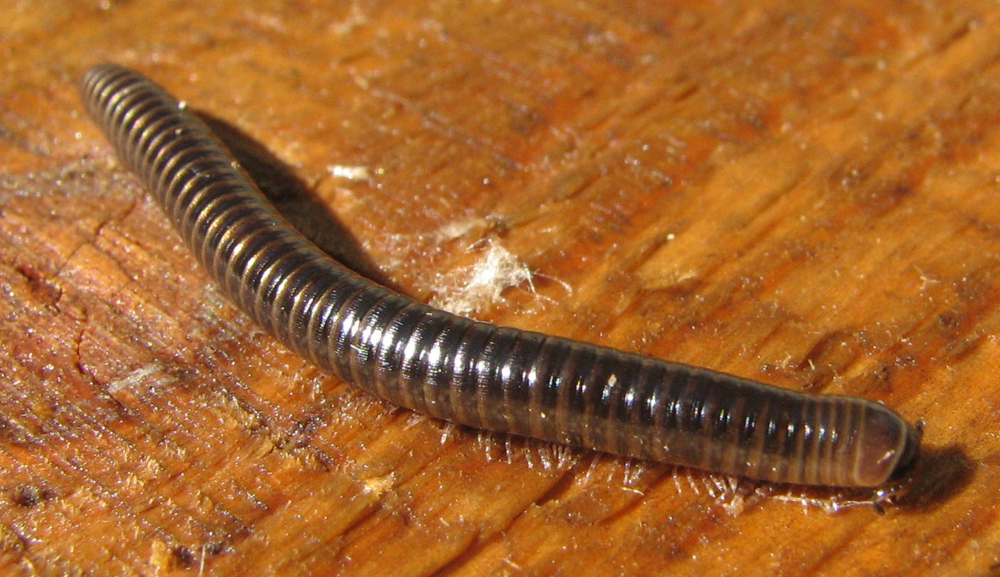Millipedes in Colorado