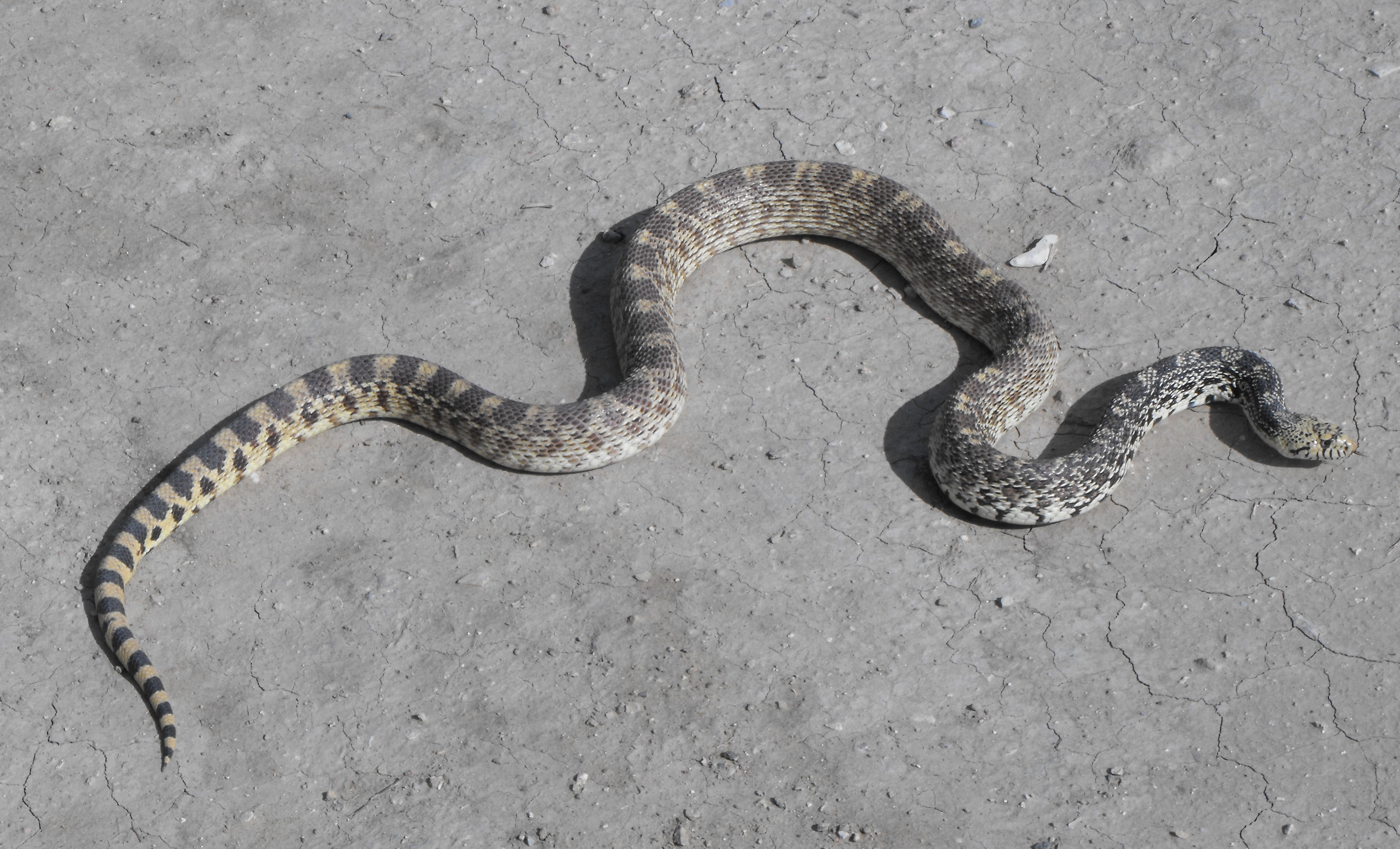 Snakes, Turtles & other Reptiles in Colorado