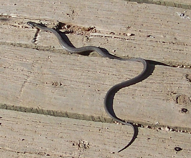 Snakes, Turtles & other Reptiles in Colorado