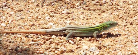 Snakes, Turtles & other Reptiles in Colorado